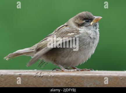 Puffed up Sparrow on the deck Stock Photo - Alamy