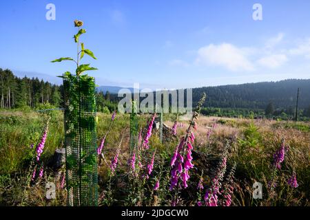 Springe, Germany. 21st June, 2022. The sun rises in a forest area of ...