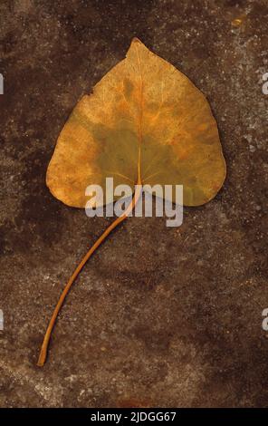 Decayed ivy (Hedera helix) leaf. Once fallen from the plant the leaf ...