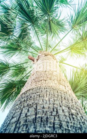 A low angle shot of growing lush trees in forest Stock Photo - Alamy