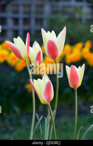Pink/Yellow Tulipa Clusiana Tinka (Tulip Tinka) grown in an English ...