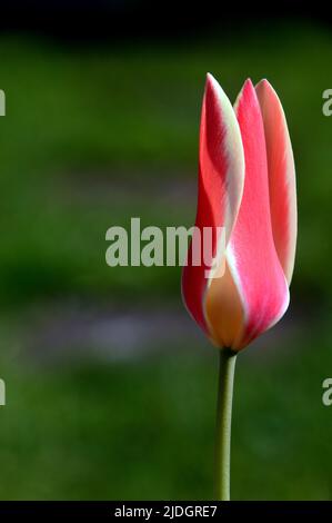 Single Pink/Yellow Tulipa Clusiana Tinka (Tulip Tinka) grown in an ...