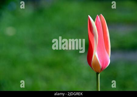Single Pink/Yellow Tulipa Clusiana Tinka (Tulip Tinka) grown in an ...
