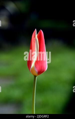 Single Pink/Yellow Tulipa Clusiana Tinka (Tulip Tinka) grown in an ...