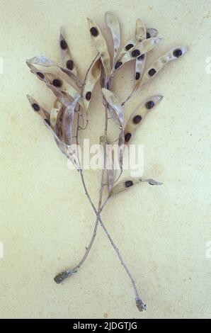 Seeds and pods of a laburnum tree Stock Photo - Alamy