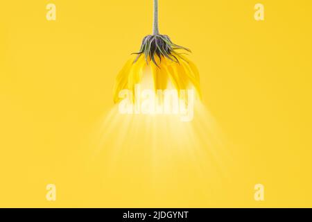 Yellow flower bud of topinambur on yellow background with light ...