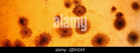 Microbes under microscope investigated material under professional ...