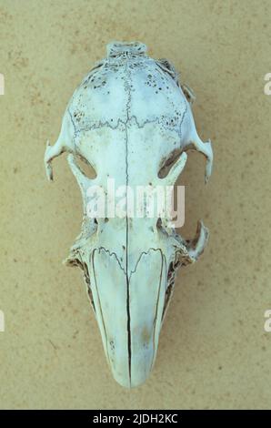 Brown Rat Rattus norvegicus Skull And Jawbone Stock Photo - Alamy