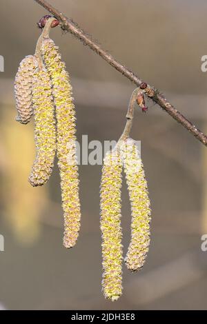 Male Hazel catkins with female flowers on budded branches tree Corylus ...