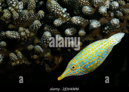 Coral reef, Indian Ocean, Mayotte Stock Photo - Alamy