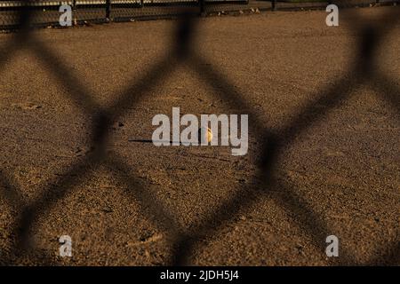 infield of a baseball diamond in the early morning Stock Photo - Alamy