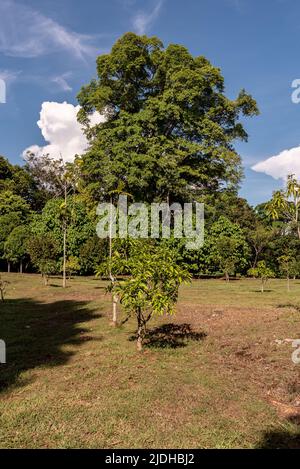Labuan, Malaysia-June 08, 2021, Labuan Botanical Garden is one of many ...