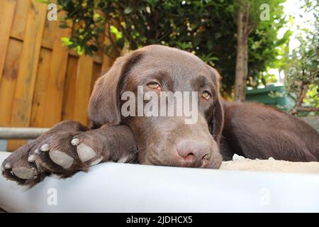 Brown Labrador Retriever. Dog face in close up. Labrador puppy. Pets in ...