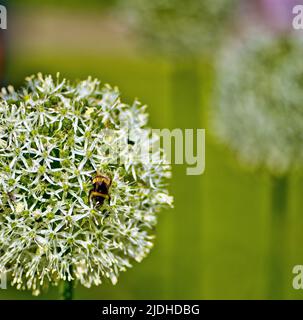 Honey Bee on White Allium Stock Photo - Alamy