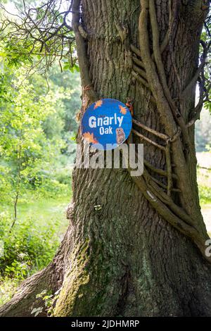 An old Oak tree on Strumpshaw Fen named Gnarly Oak Stock Photo - Alamy