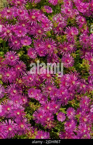 Flowers of the Lampranthus succulent plant Stock Photo - Alamy