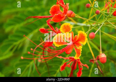 Beautiful lush phoenix flowers in the garden Stock Photo - Alamy
