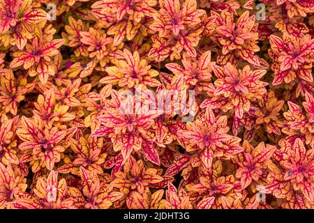 Lush red reticulate grass in garden garden Stock Photo - Alamy