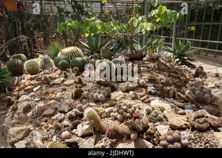 Rotterdam, Holland - June 13, 2022: Cactus glass house with mammillaria ...