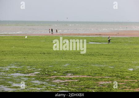 LIANYUNGANG, CHINA - JUNE 21, 2022 - Tourists watch Enteromorpha ...