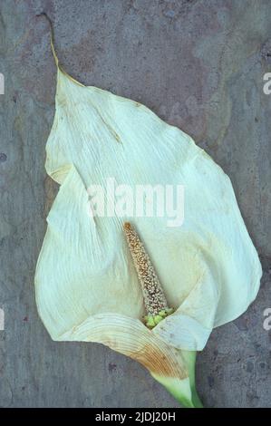 Dried flowerhead of Arum or Calla lily lying on antique paper with ...