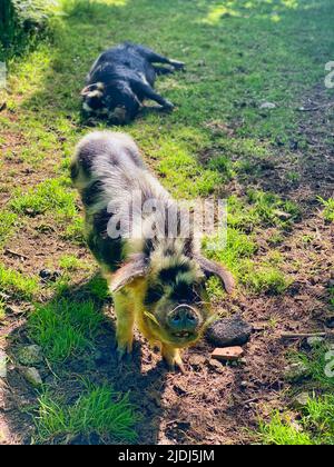 Pigs in field. Healthy pig on meadow Stock Photo - Alamy