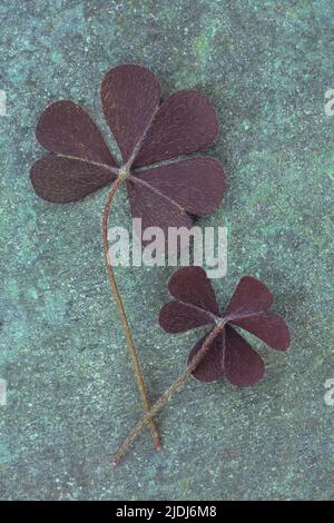 Close up of hairy clover-like purple leaf of Trifolium repens ...