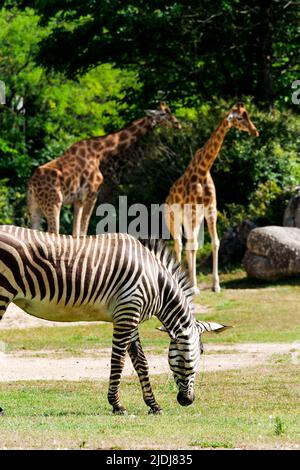 Grazing zebra and girafes, Tête d'Or Park, Lyon, France Stock Photo - Alamy