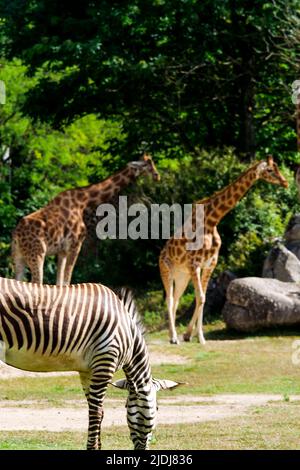 Grazing zebra and girafes, Tête d'Or Park, Lyon, France Stock Photo - Alamy
