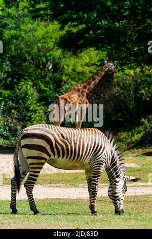 Grazing zebra and girafe, Tête d'Or Park, Lyon, France Stock Photo - Alamy