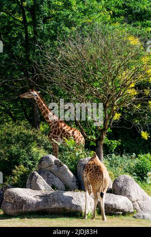 Grazing zebra and girafes, Tête d'Or Park, Lyon, France Stock Photo - Alamy