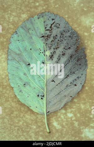 Glossy pale green leaf close-up Stock Photo - Alamy