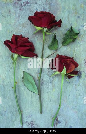 Three dried deep red roses lying with their stems on dish with complex ...