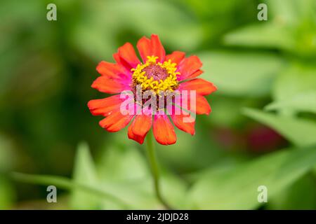 Flowers in Spring. High-quality photo Stock Photo - Alamy