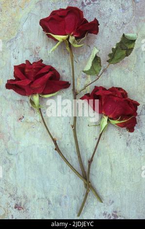 Three dried deep red roses lying with their stems on dish with complex ...