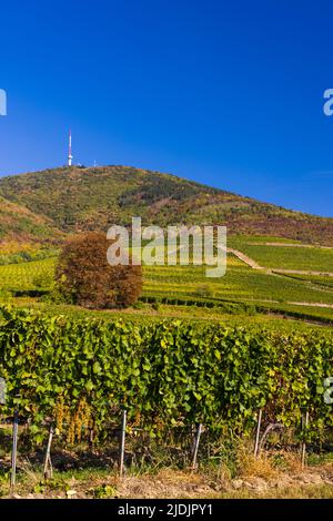 Autumn vineyard and Tokaji-hegy (513 m), Tokaj region, Great Plain and ...