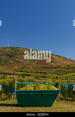 Grape collection at vintage time, Tokaj region, Great Plain and North ...