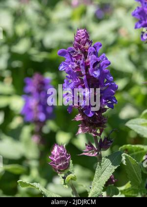 Flowering Woodland sage. Salvia nemorosa Stock Photo - Alamy