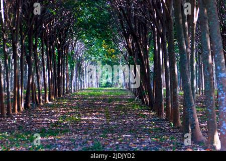 Rubber crop, caoutchouc tree grove (plantation). Purple pea, Seringa ...