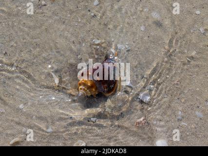 Florida fighting conch (Strombus alatus), sea snail, marine gastropod ...