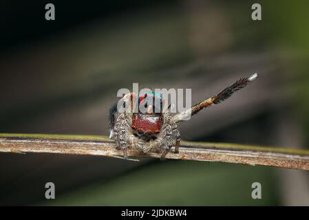 Male Maratus gemmifer. A red and blue Peacock spider from SW Western ...