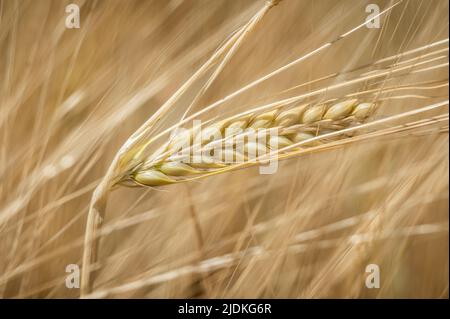 Rottweil, Germany. 21st June, 2022. A barley field in the sunshine ...