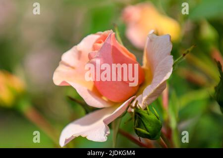 'Checkmate' rose flower head at the Guldemondplantsoen Rosarium Boskoop ...