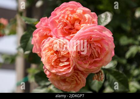 'Peach Melba' rose flower head at the Guldemondplantsoen Rosarium ...