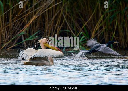 Images with pelicans from the natural environment, Danube Delta Nature ...