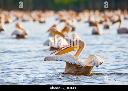 Images with pelicans from the natural environment, Danube Delta Nature ...