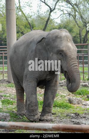 . A park with chained wild animals. In the foreground a chained lion ...