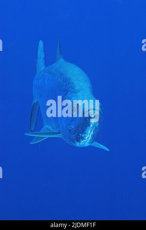 Atlantic Tarpon fish (Megalops atlanticus Stock Photo - Alamy
