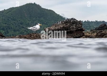 Birds of Mayotte lagoon Stock Photo - Alamy