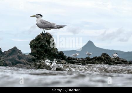 Birds of Mayotte lagoon Stock Photo - Alamy